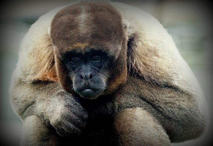 Talking Ape - Inspiring Your People - Case Studies